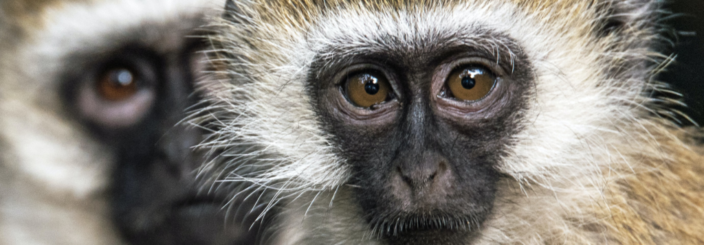 Learning from super-smart monkeys • DWG